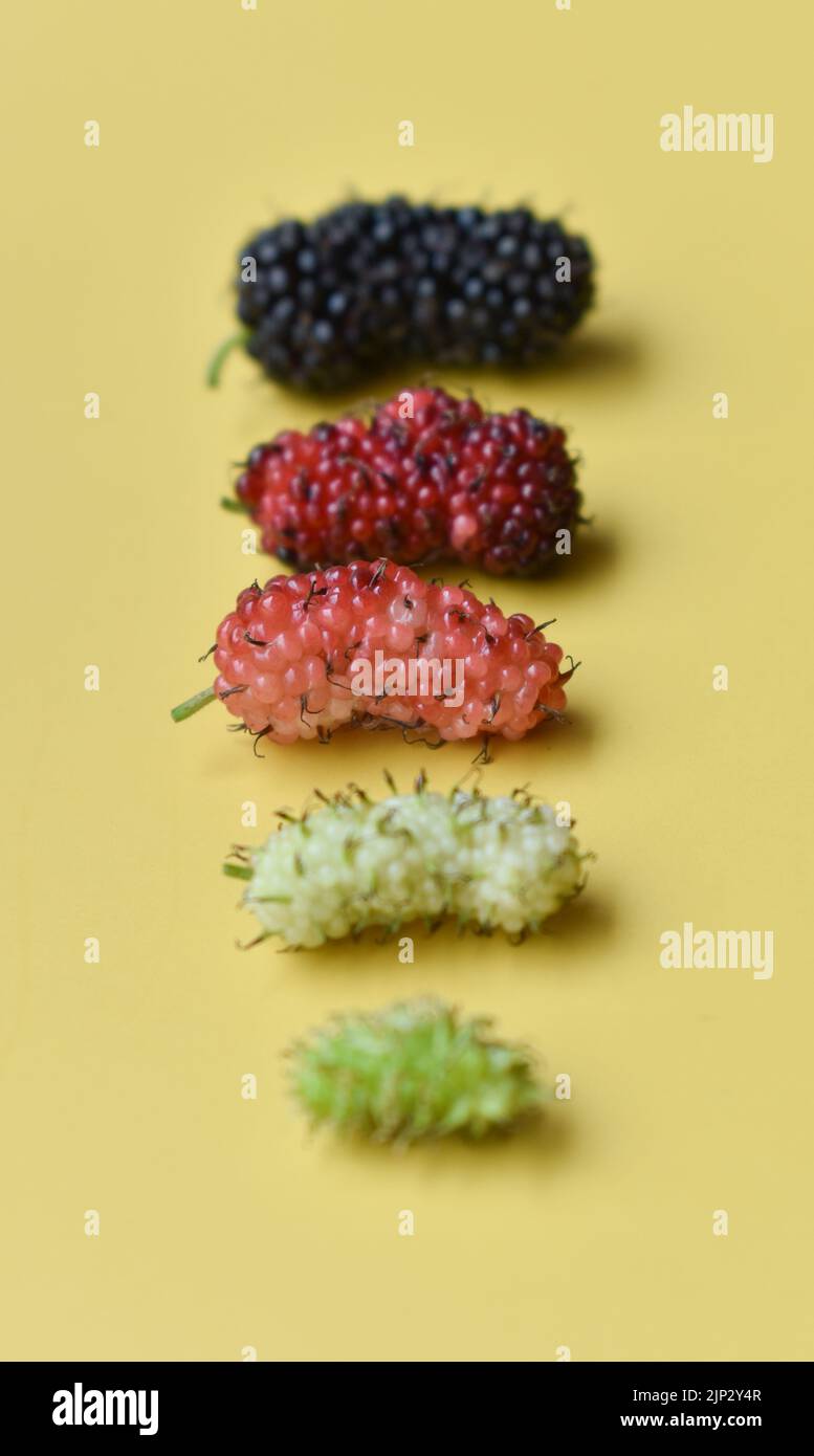 A line of mulberries in different stages of ripeness Stock Photo - Alamy