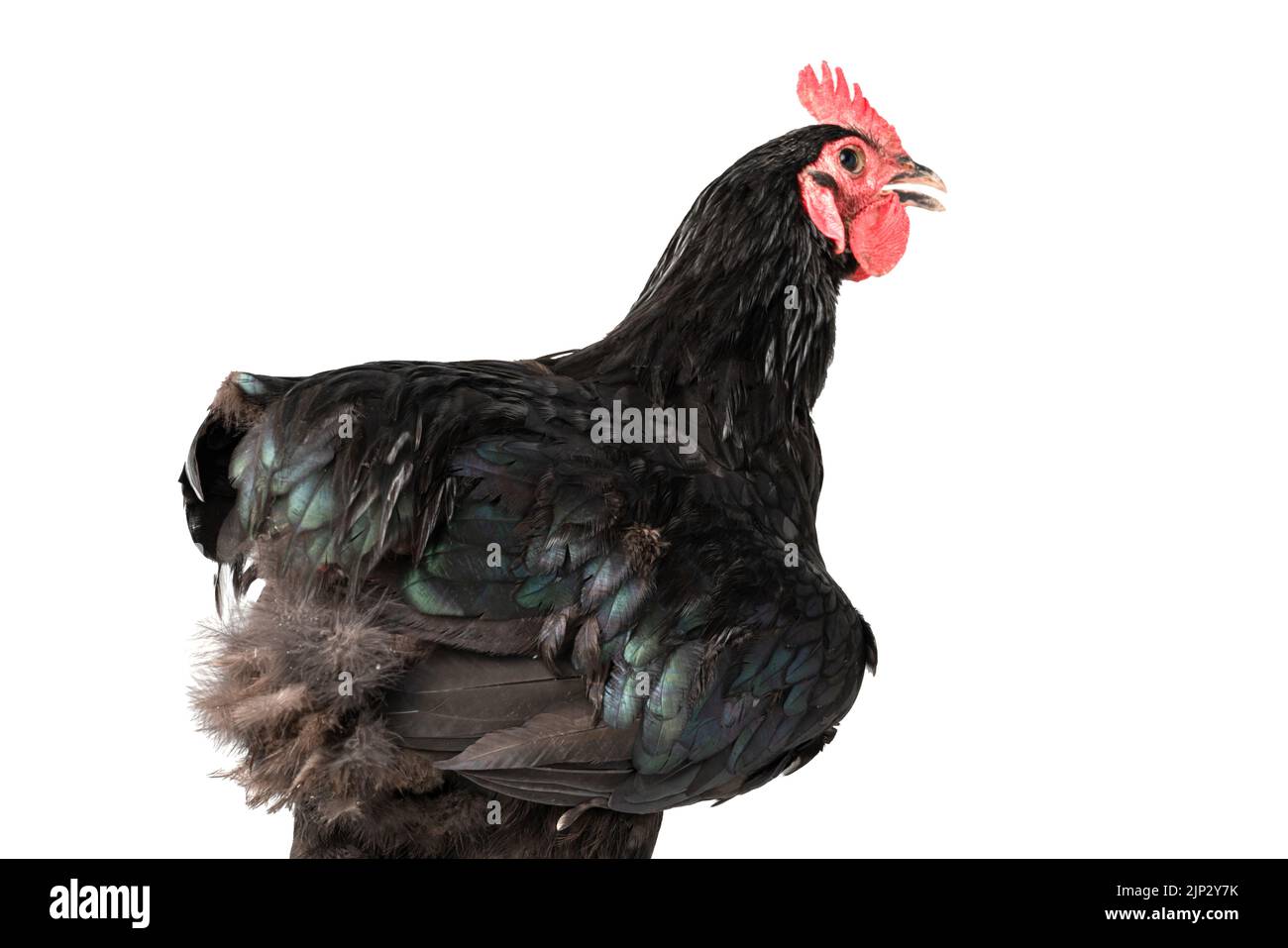 close up black australorp rooster on isolated white background Stock ...