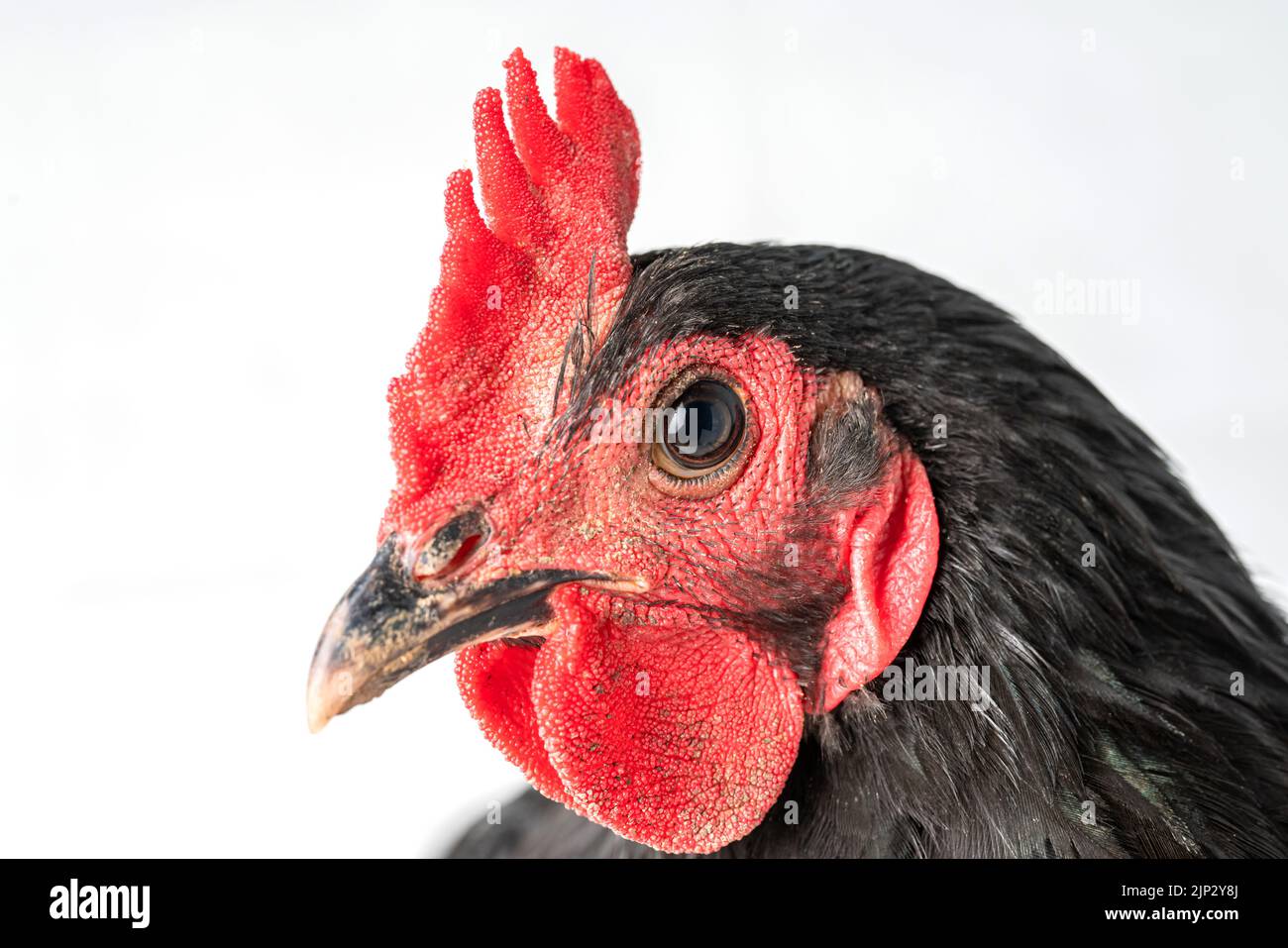 close up black australorp rooster on isolated white background Stock ...