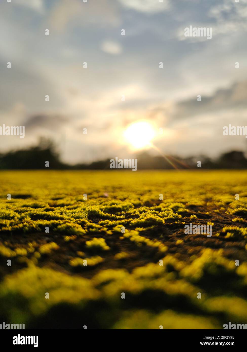 A beautiful landscape of green ground of a field on the sunset Stock ...