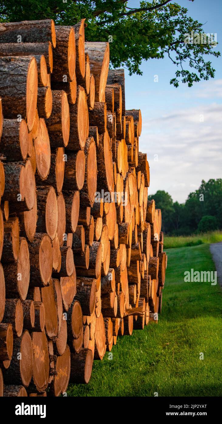 A beautiful vertical shot of wood logs lined up in a pile covered with ...