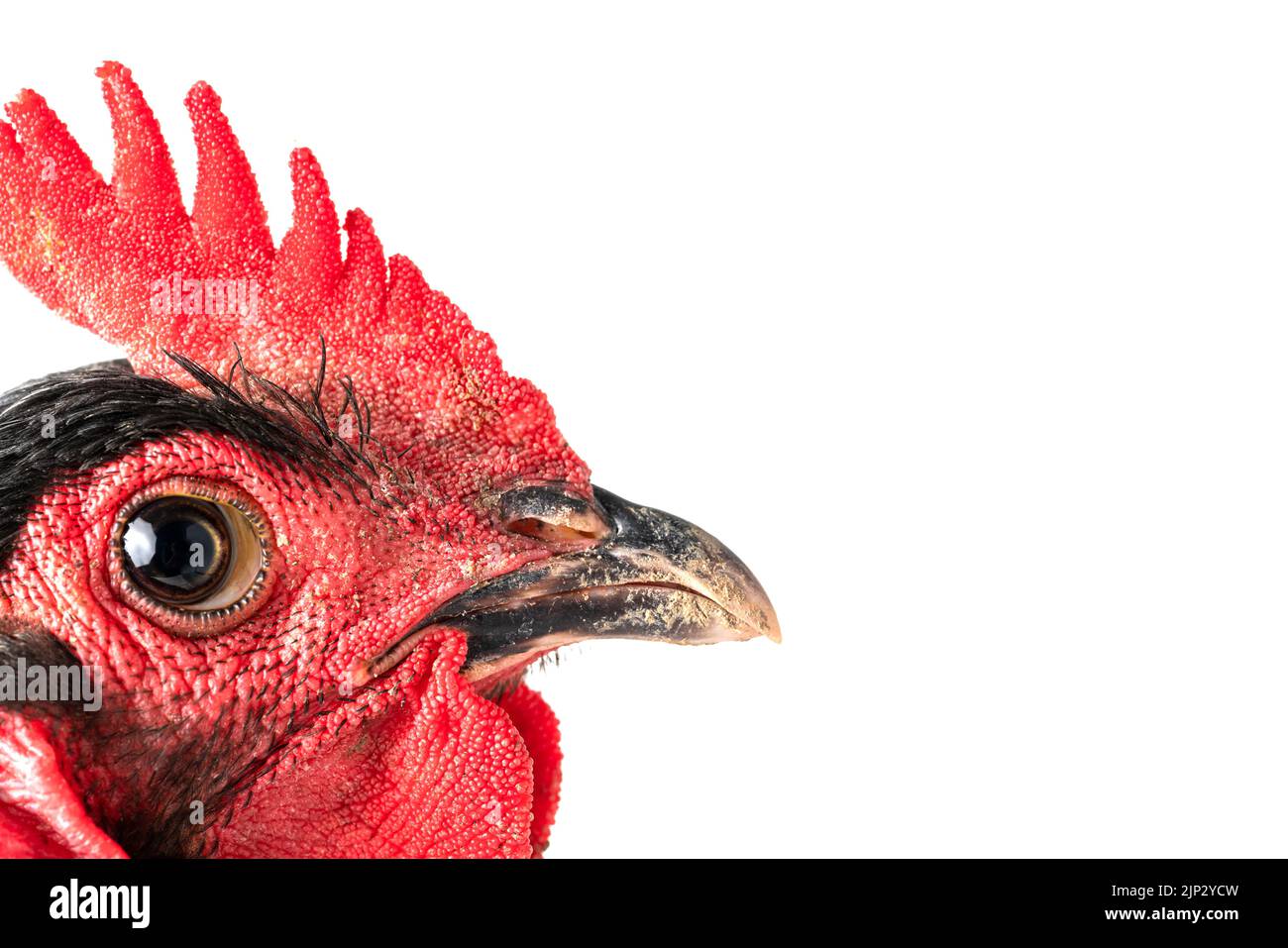 close up black australorp rooster on isolated white background Stock ...