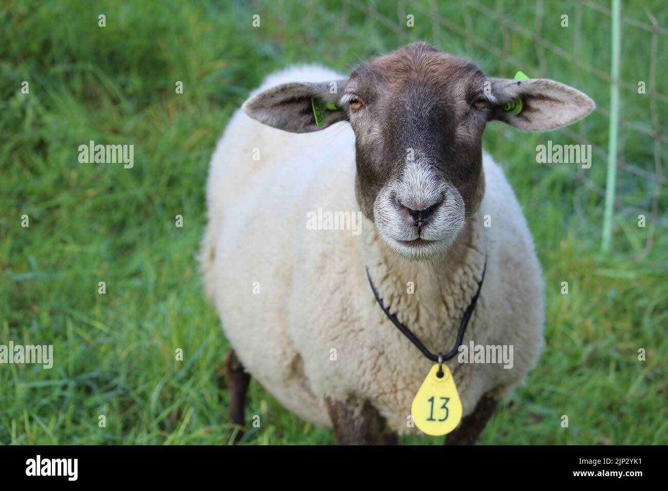 Face suffolk sheep hi-res stock photography and images - Alamy