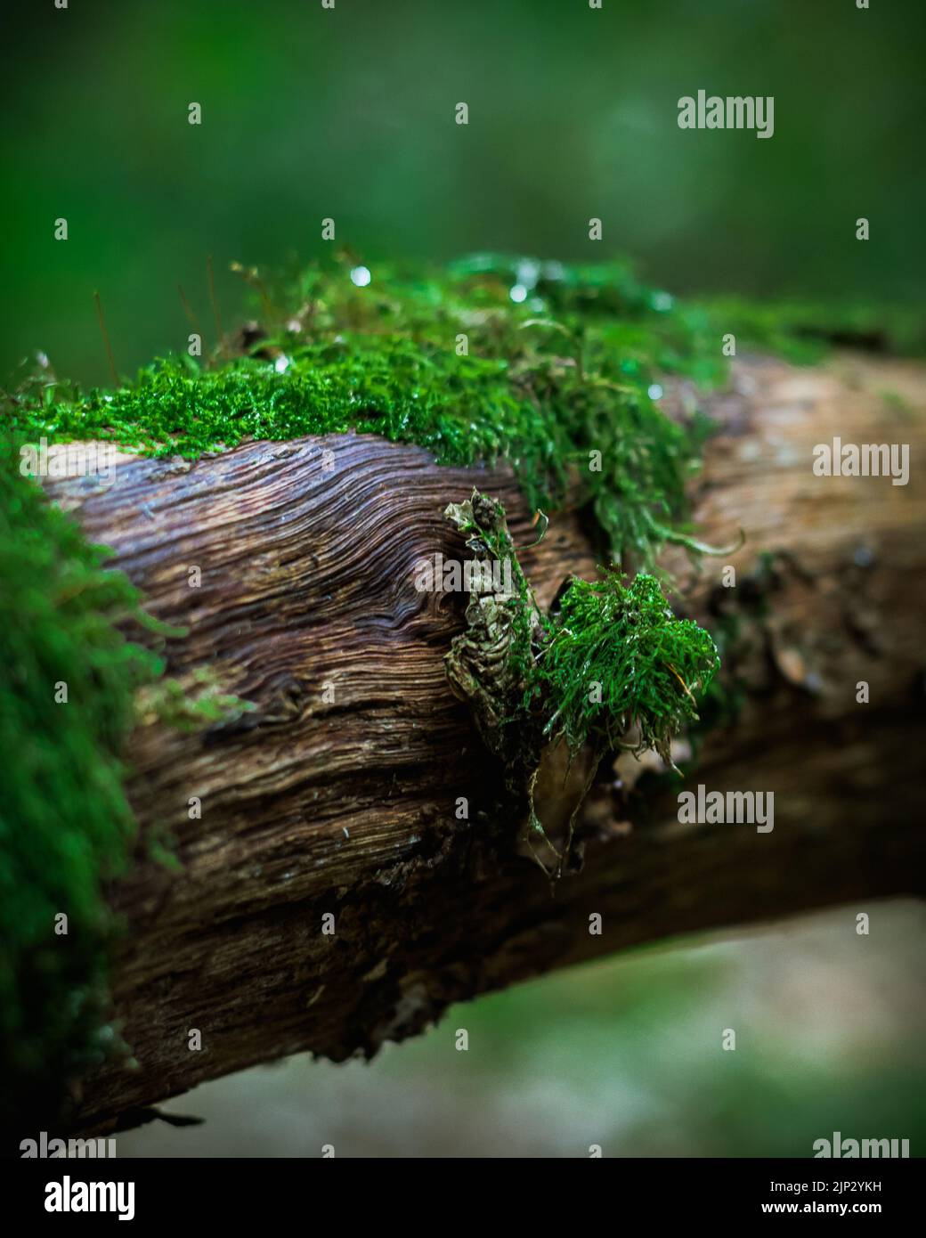 A vertical close-up of a mossy tree branch Stock Photo - Alamy