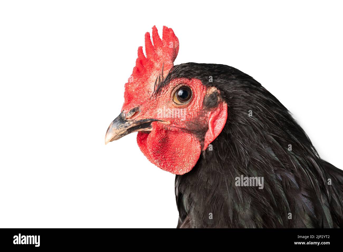 close up black australorp rooster on isolated white background Stock ...