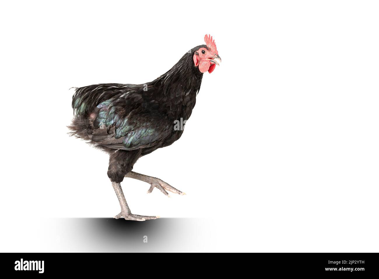 chicken have red comb. Black australorp rooster stand on isolated white ...
