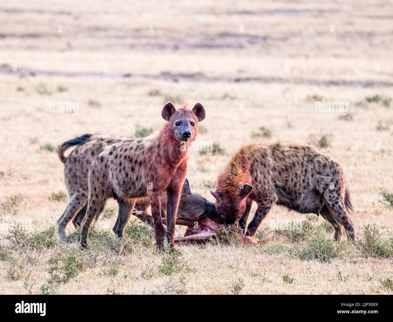 Spotted hyena on the plains of the Maasai Mara, Kenya, East Africa ...