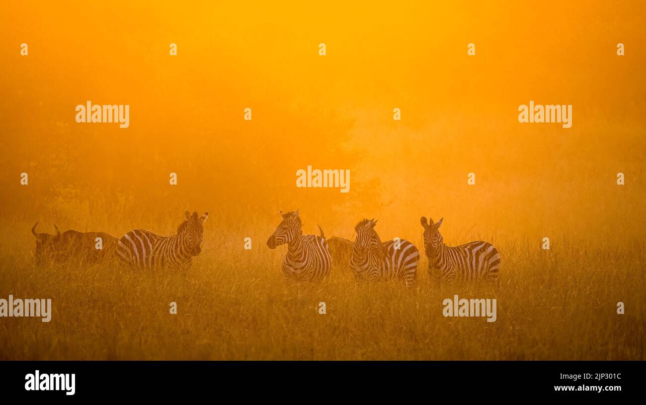 Africa kenya maasai mara hi-res stock photography and images - Alamy