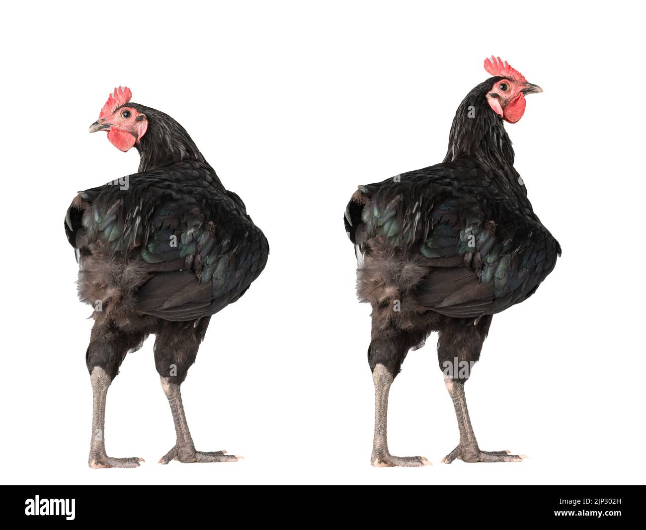 chicken have red comb. Black australorp rooster stand on isolated white ...