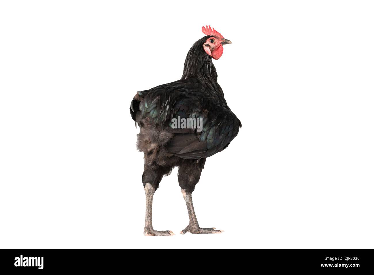 chicken have red comb. Black australorp rooster stand on isolated white ...