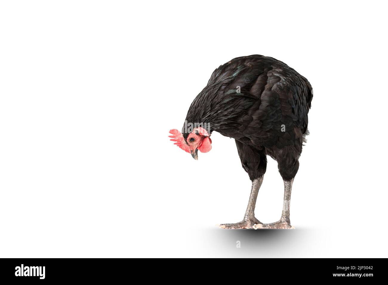 chicken have red comb. Black australorp rooster stand on isolated white ...