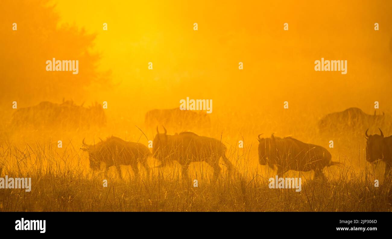Wildebeest (gnu) on the Maasai Mara, Kenya, East Africa Stock Photo - Alamy