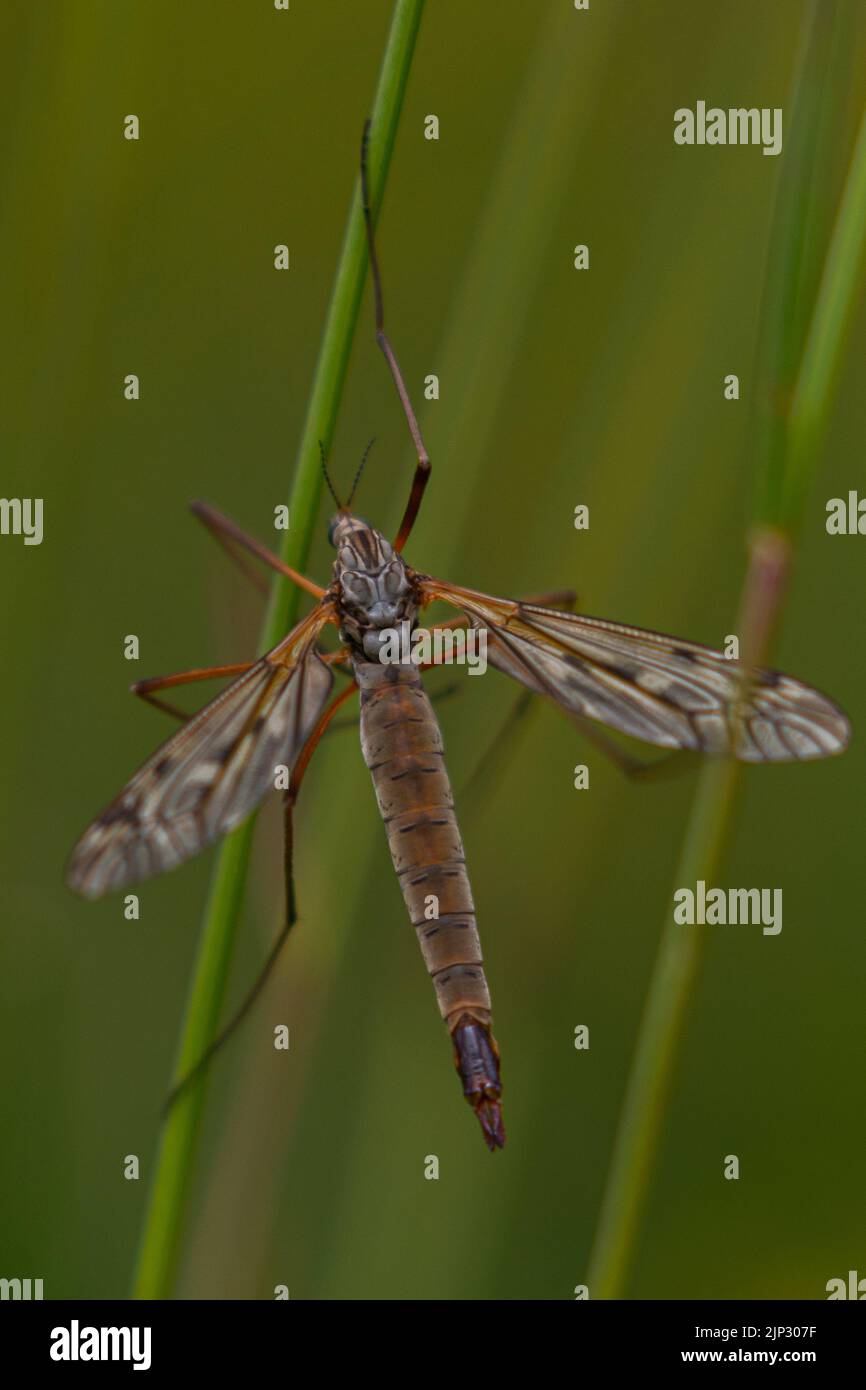 A vertical macro of a big Mosquito on a blurry green background Stock ...