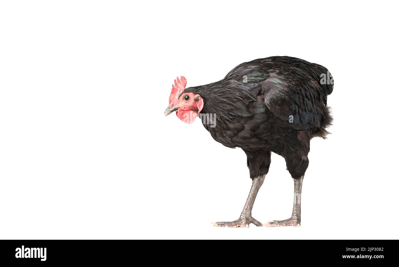 chicken have red comb. Black australorp rooster stand on isolated white ...