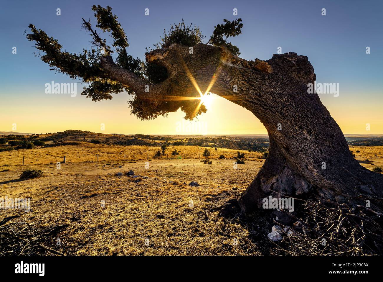 Holm oak tree with long branches in the countryside and sunset on the ...