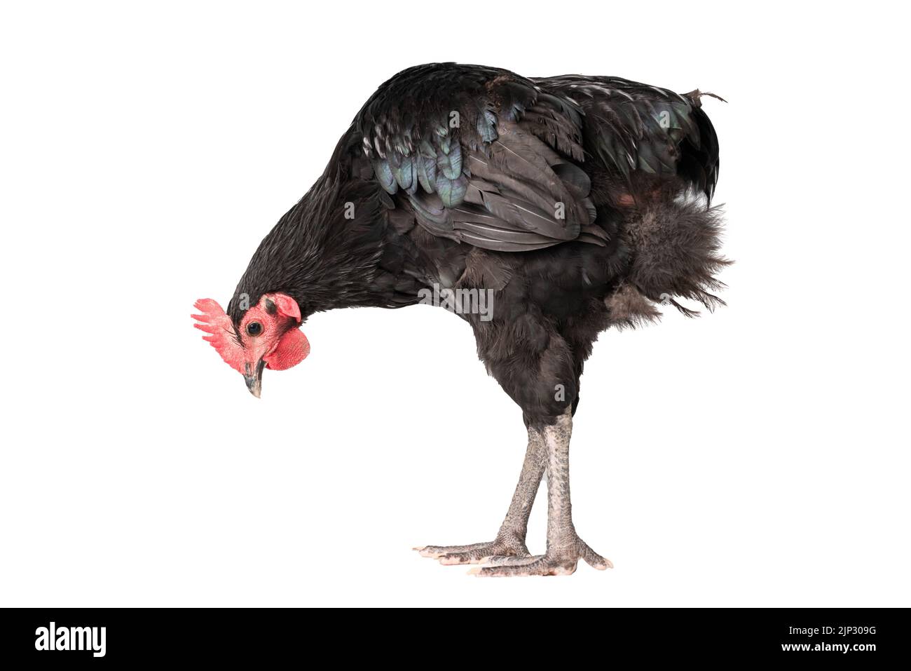 chicken have red comb. Black australorp rooster stand on isolated white ...
