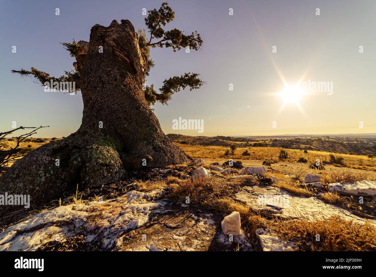 Oak tree sunset in countryside hi-res stock photography and images - Alamy