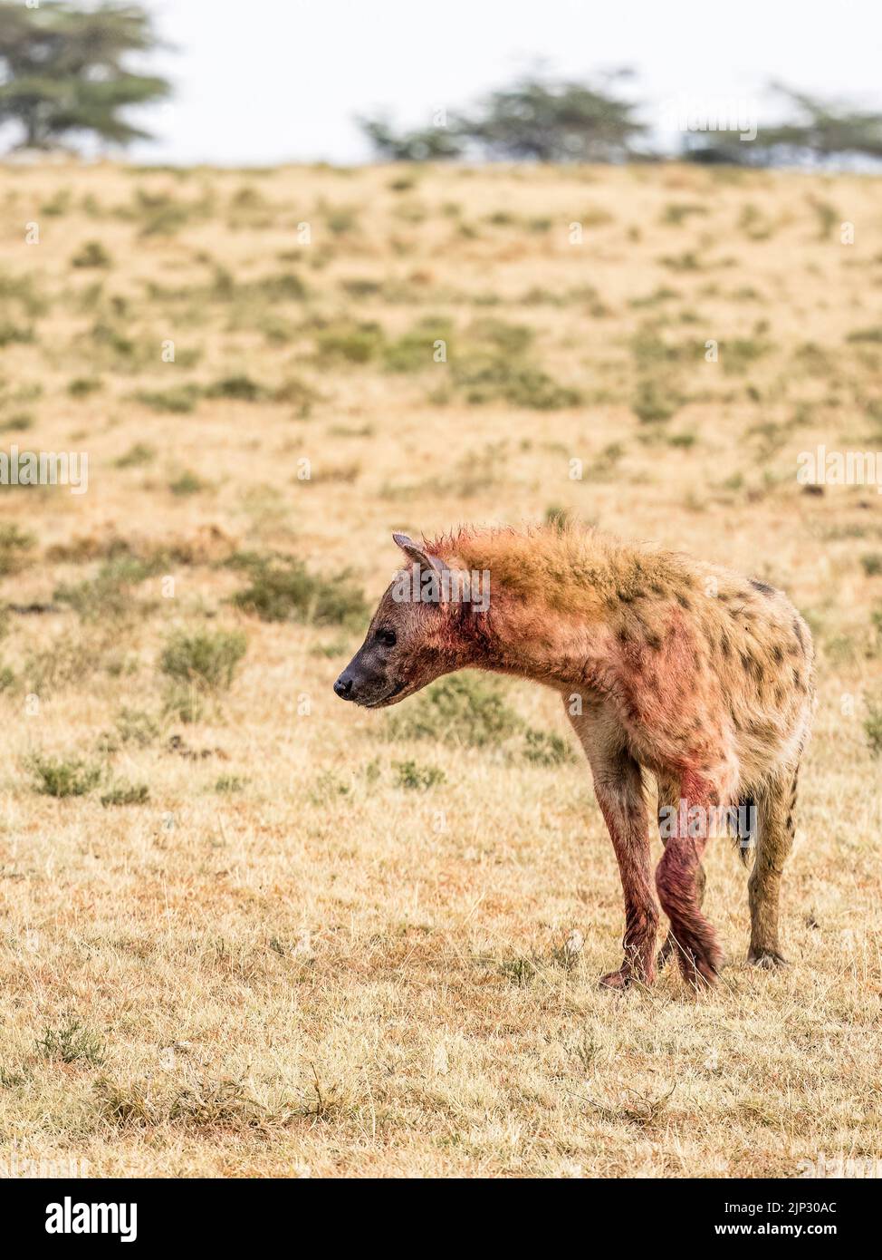 Spotted hyena on the plains of the Maasai Mara, Kenya, East Africa ...