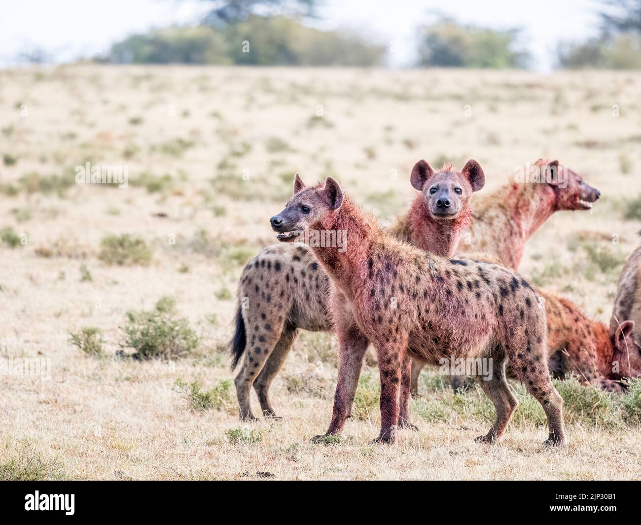 Hyena As Guard Dogs