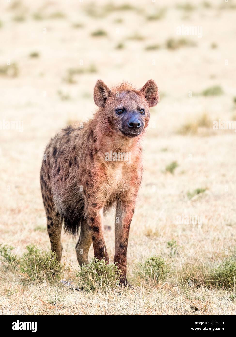 Spotted hyena on the plains of the Maasai Mara, Kenya, East Africa ...