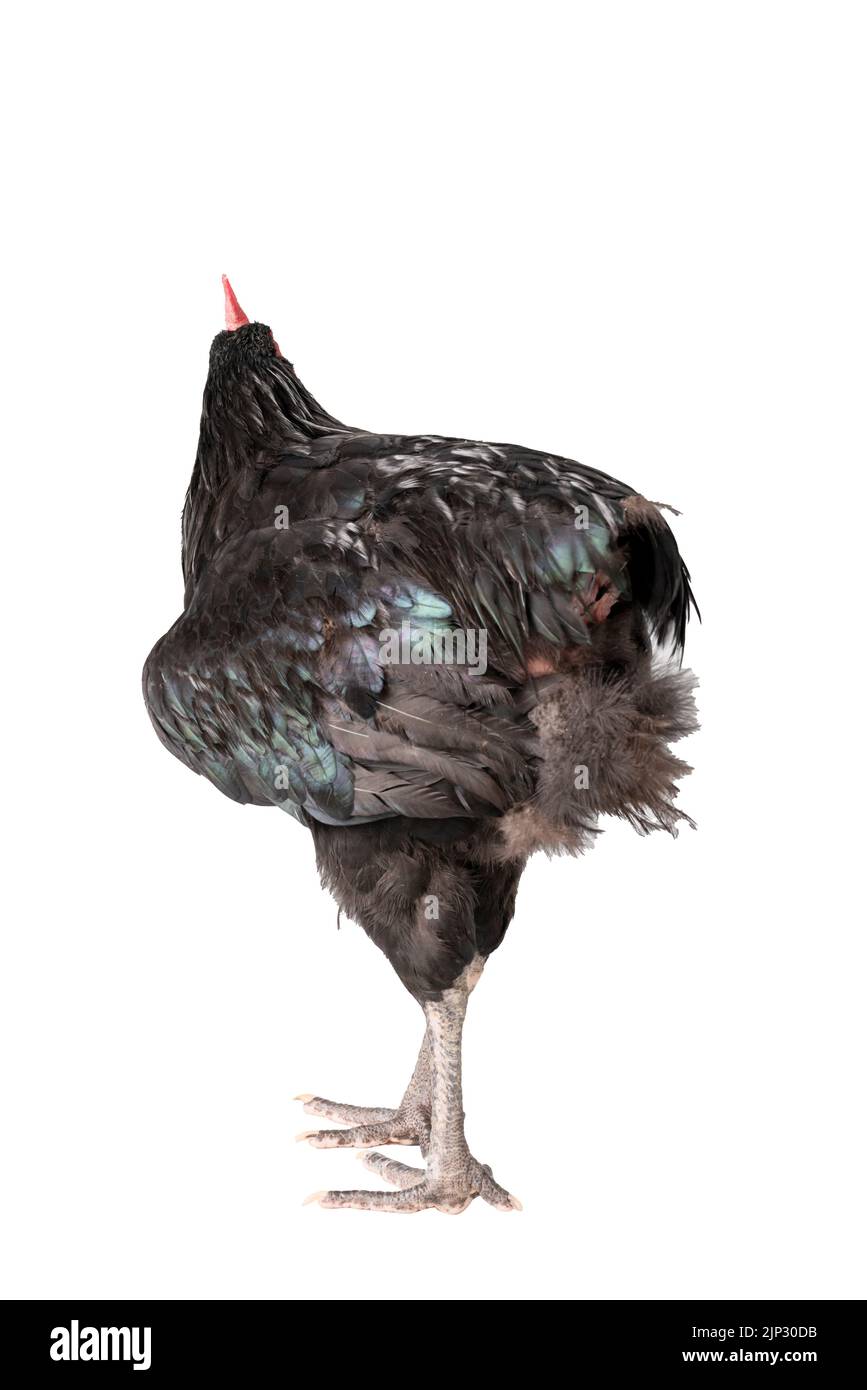 chicken have red comb. Black australorp rooster stand on isolated white ...