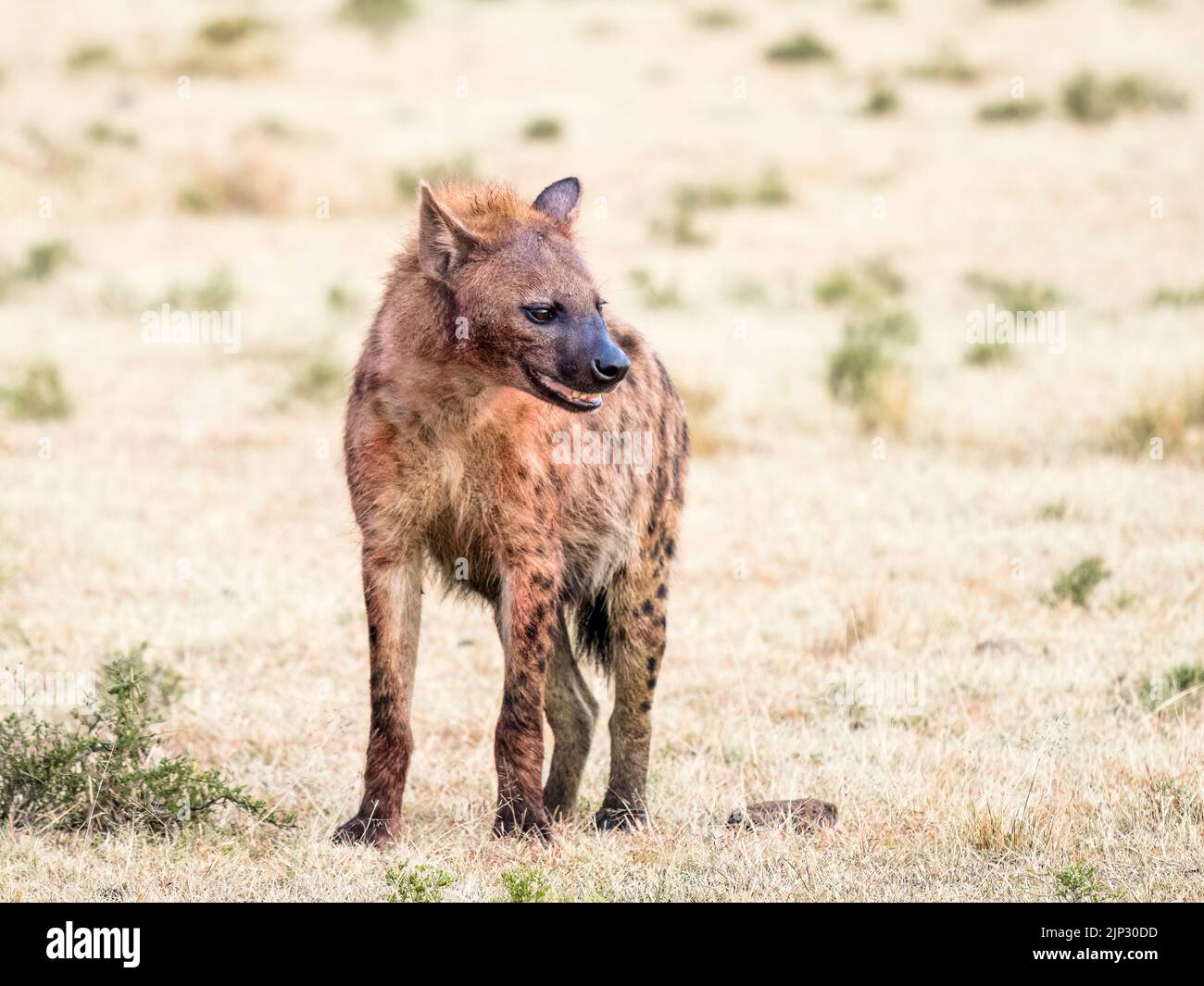 Spotted hyena on the plains of the Maasai Mara, Kenya, East Africa ...