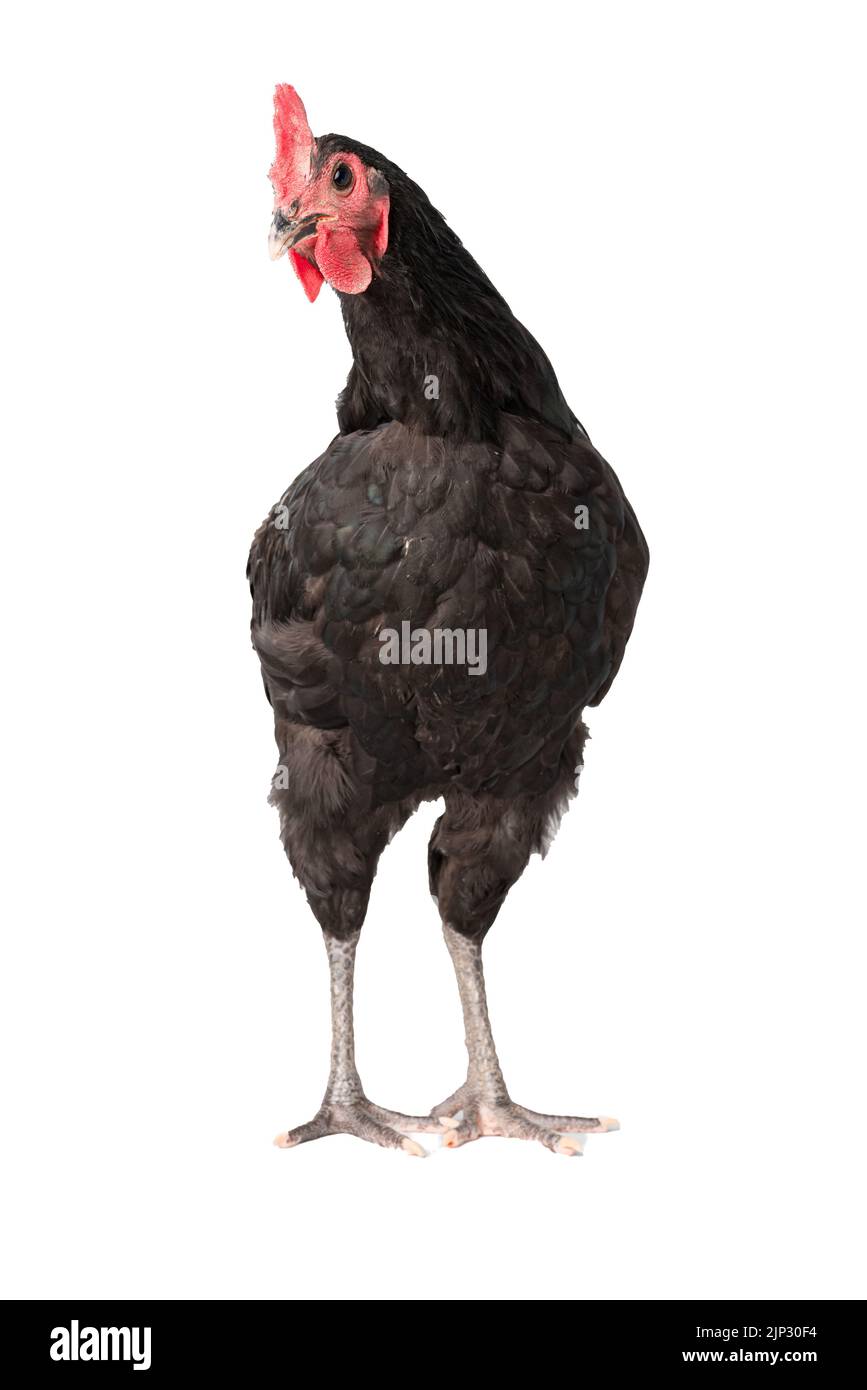 chicken have red comb. Black australorp rooster stand on isolated white ...
