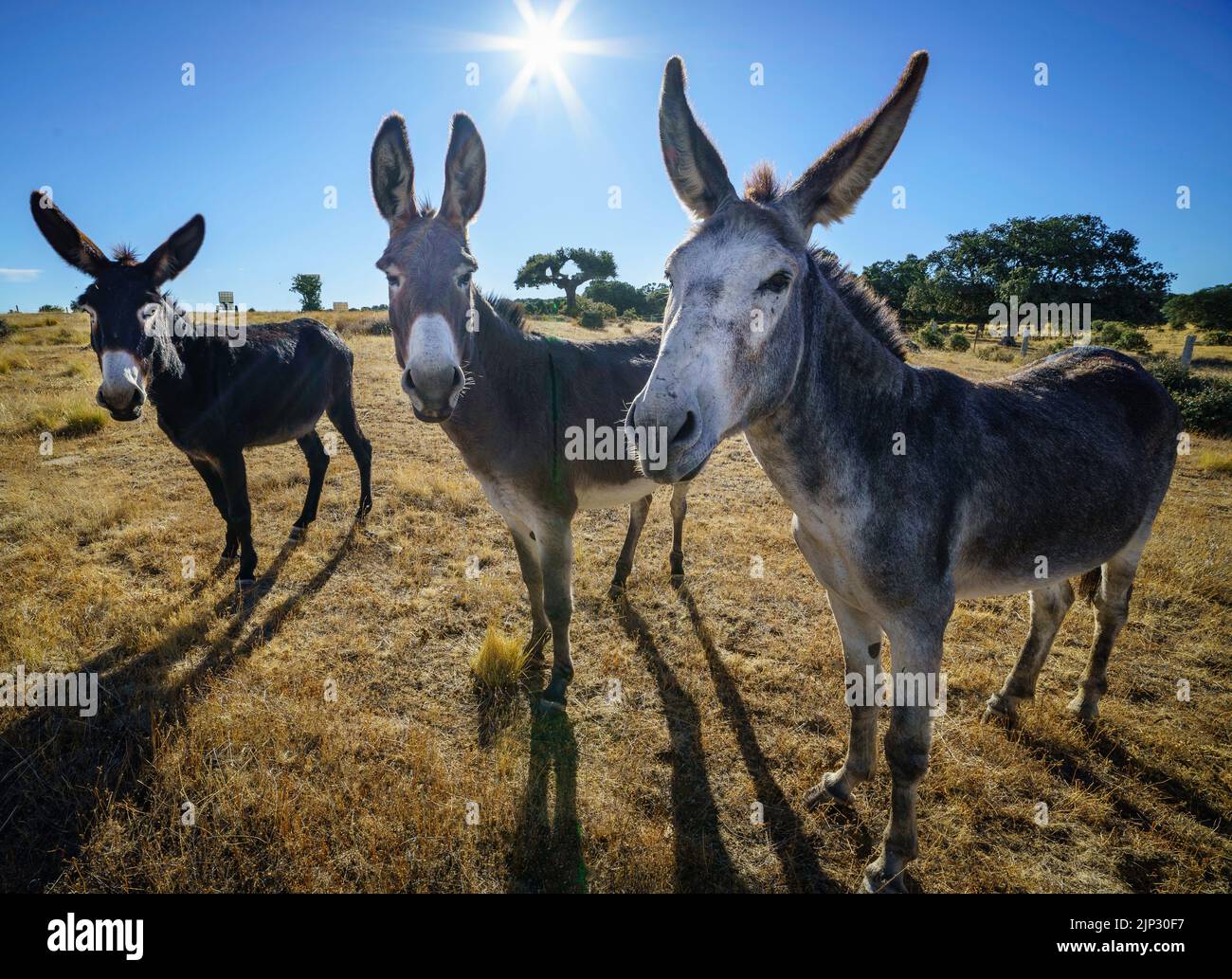 Donkeys tail hi-res stock photography and images - Alamy