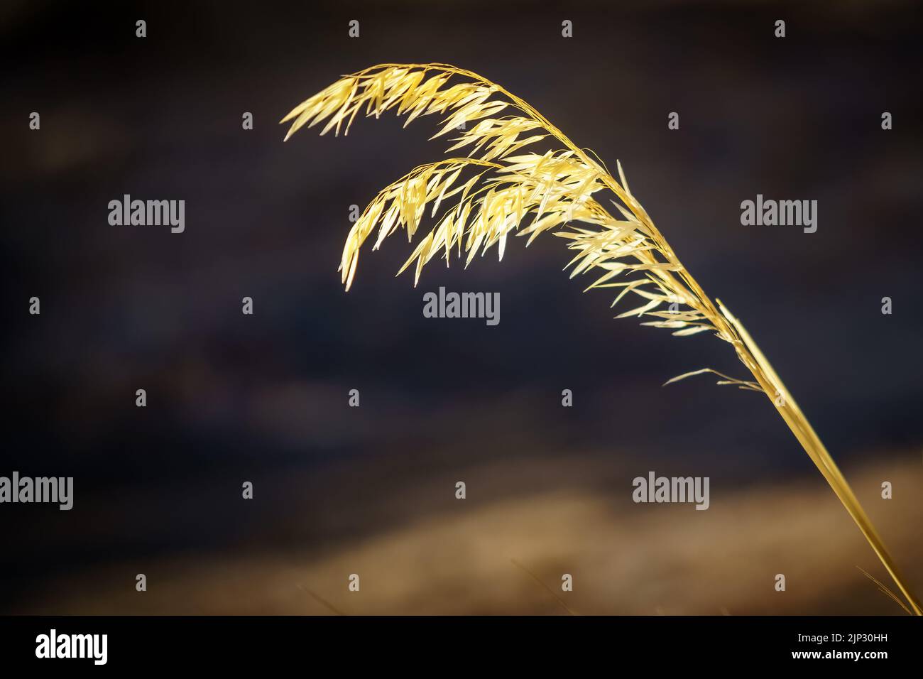 Small and delicate grass in the countryside with direct sun on a ...