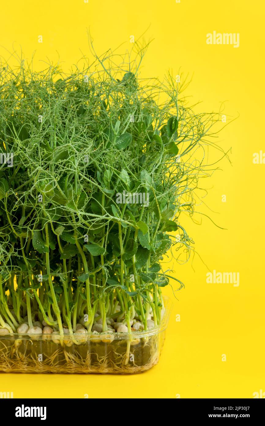 Juicy young shoots of micro-green peas close-up on a yellow background ...