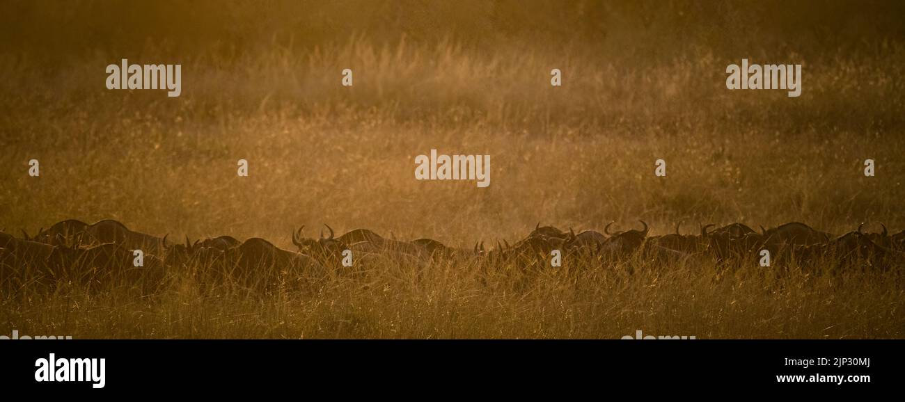 Wildebeest (gnu) on the Maasai Mara, Kenya, East Africa Stock Photo - Alamy