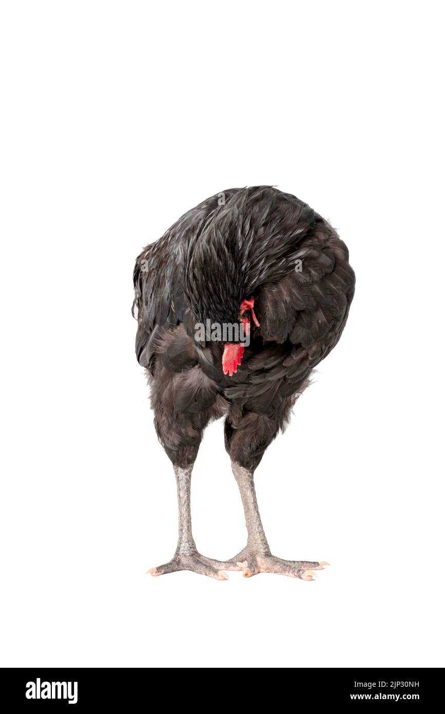 chicken have red comb. Black australorp rooster stand on isolated white ...