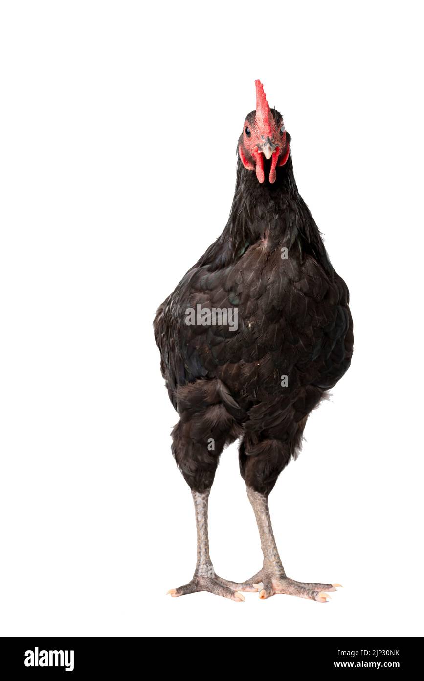 chicken have red comb. Black australorp rooster stand on isolated white ...