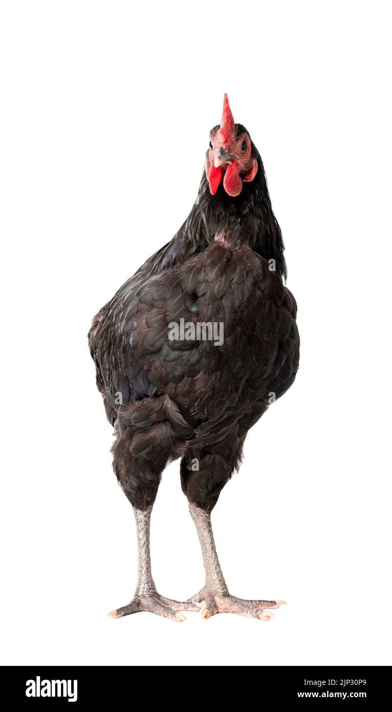 chicken have red comb. Black australorp rooster stand on isolated white ...