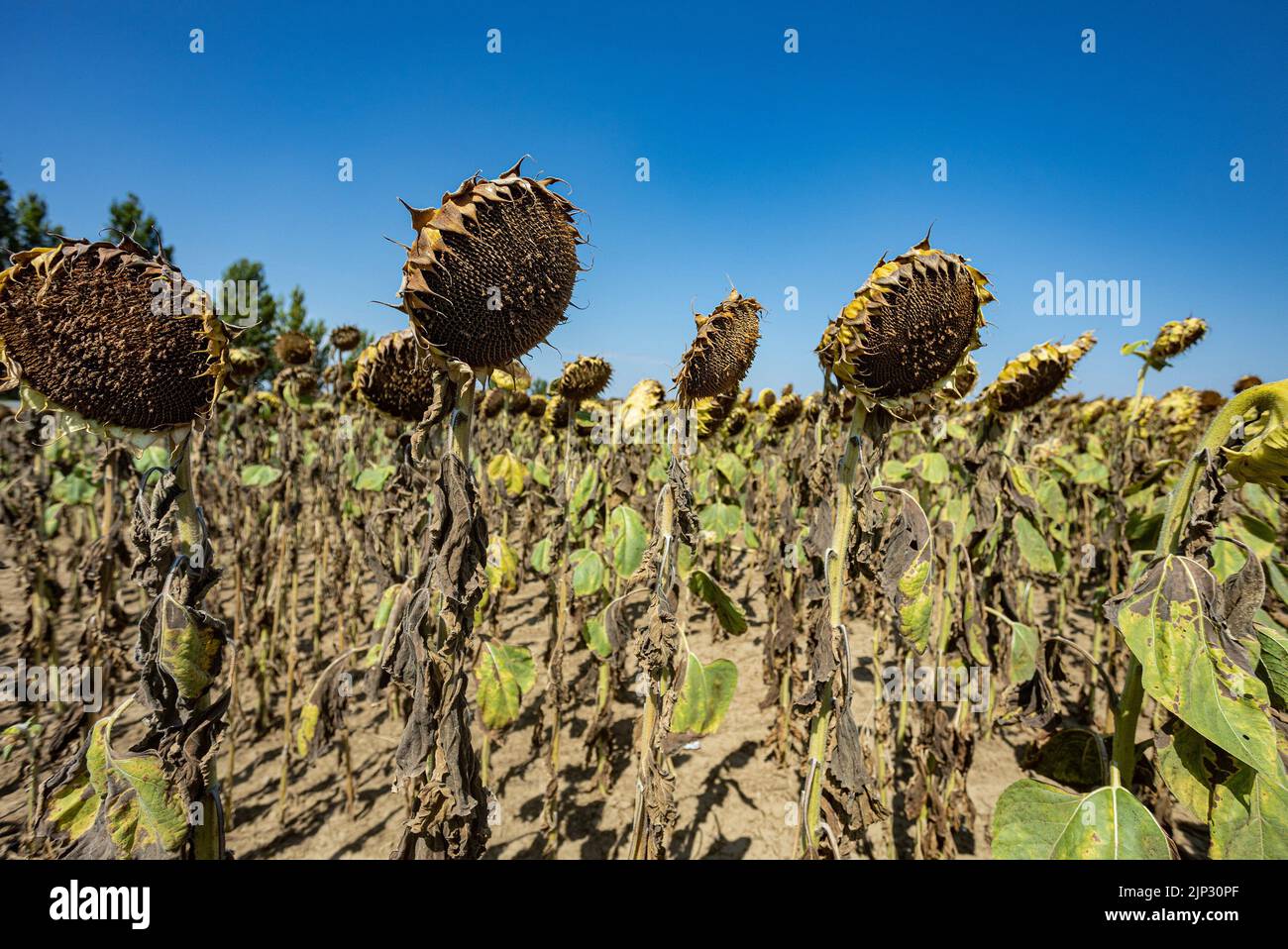 Scorched crops hi-res stock photography and images - Alamy