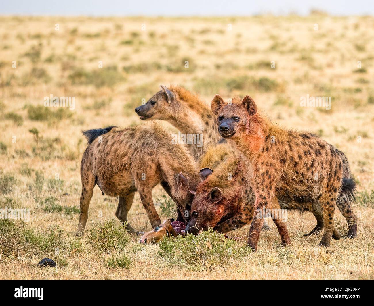 Spotted hyena on the plains of the Maasai Mara, Kenya, East Africa ...