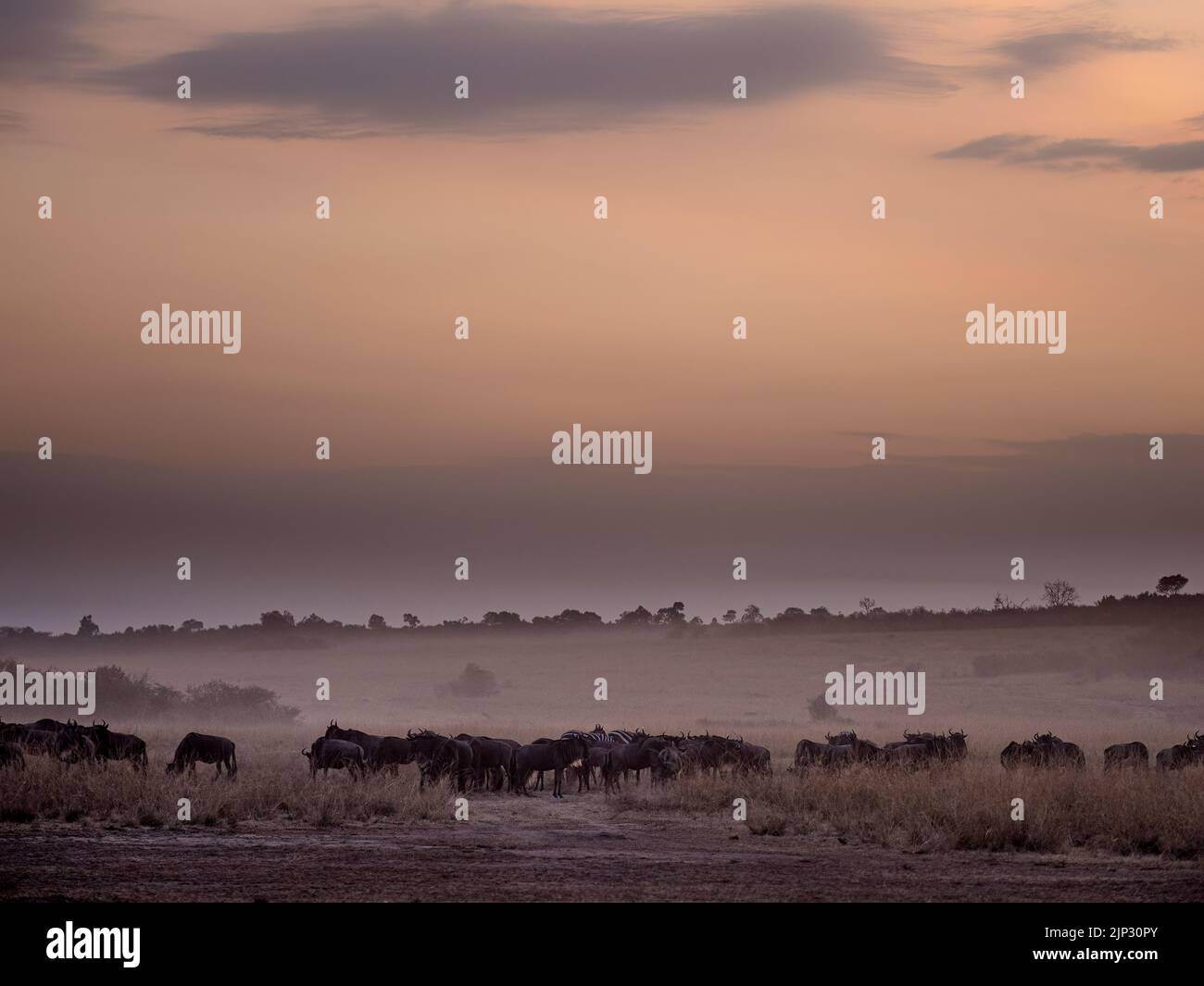 Wildebeest (gnu) on the Maasai Mara, Kenya, East Africa Stock Photo - Alamy