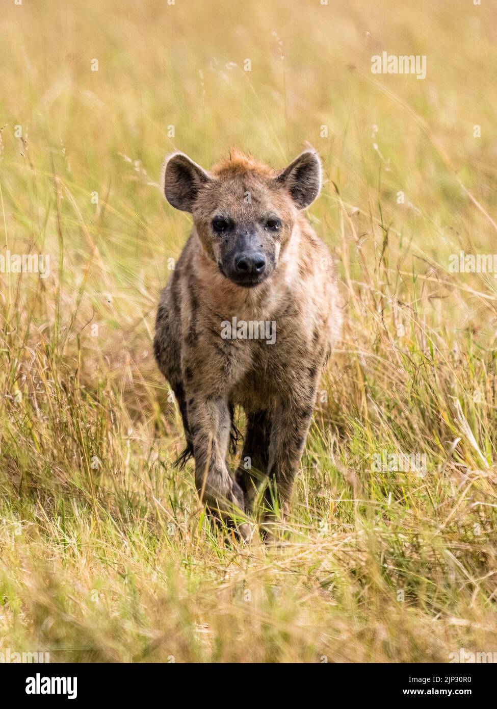Spotted hyena on the plains of the Maasai Mara, Kenya, East Africa ...