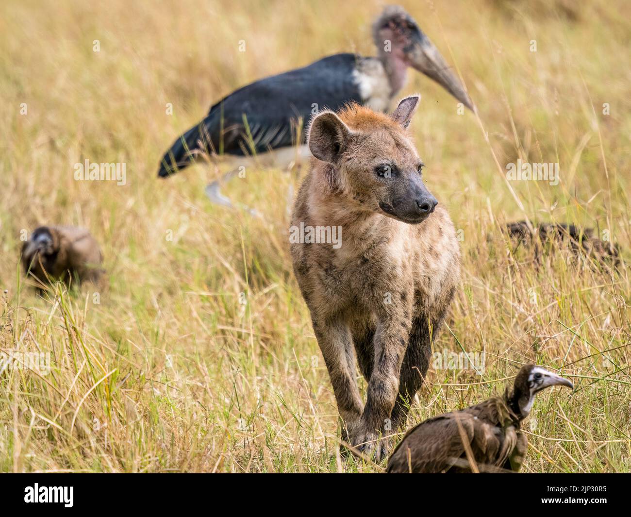 Spotted hyena on the plains of the Maasai Mara, Kenya, East Africa ...