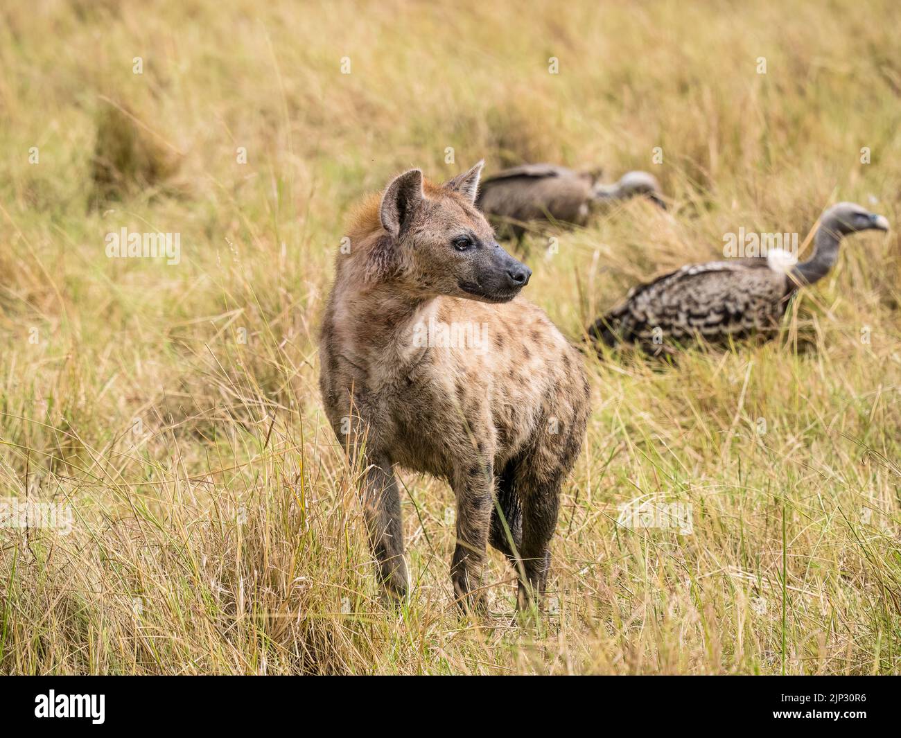 Spotted hyena on the plains of the Maasai Mara, Kenya, East Africa ...