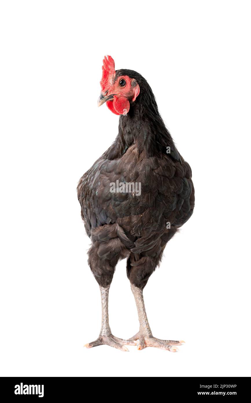 chicken have red comb. Black australorp rooster stand on isolated white ...
