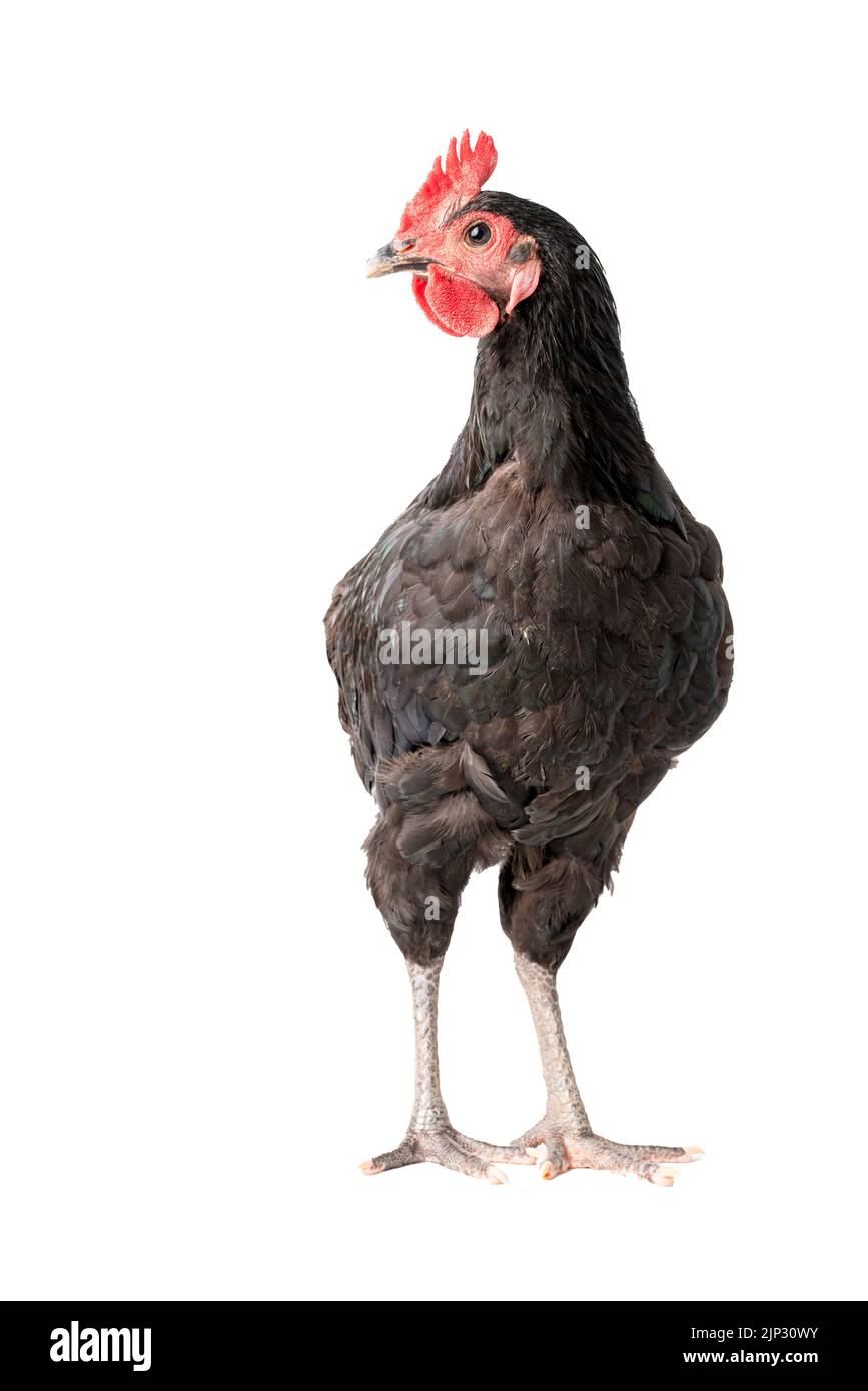 White Australorp Chickens