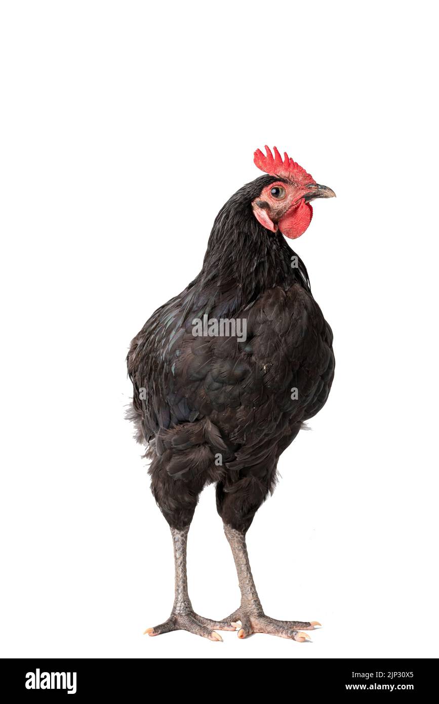 chicken have red comb. Black australorp rooster stand on isolated white ...