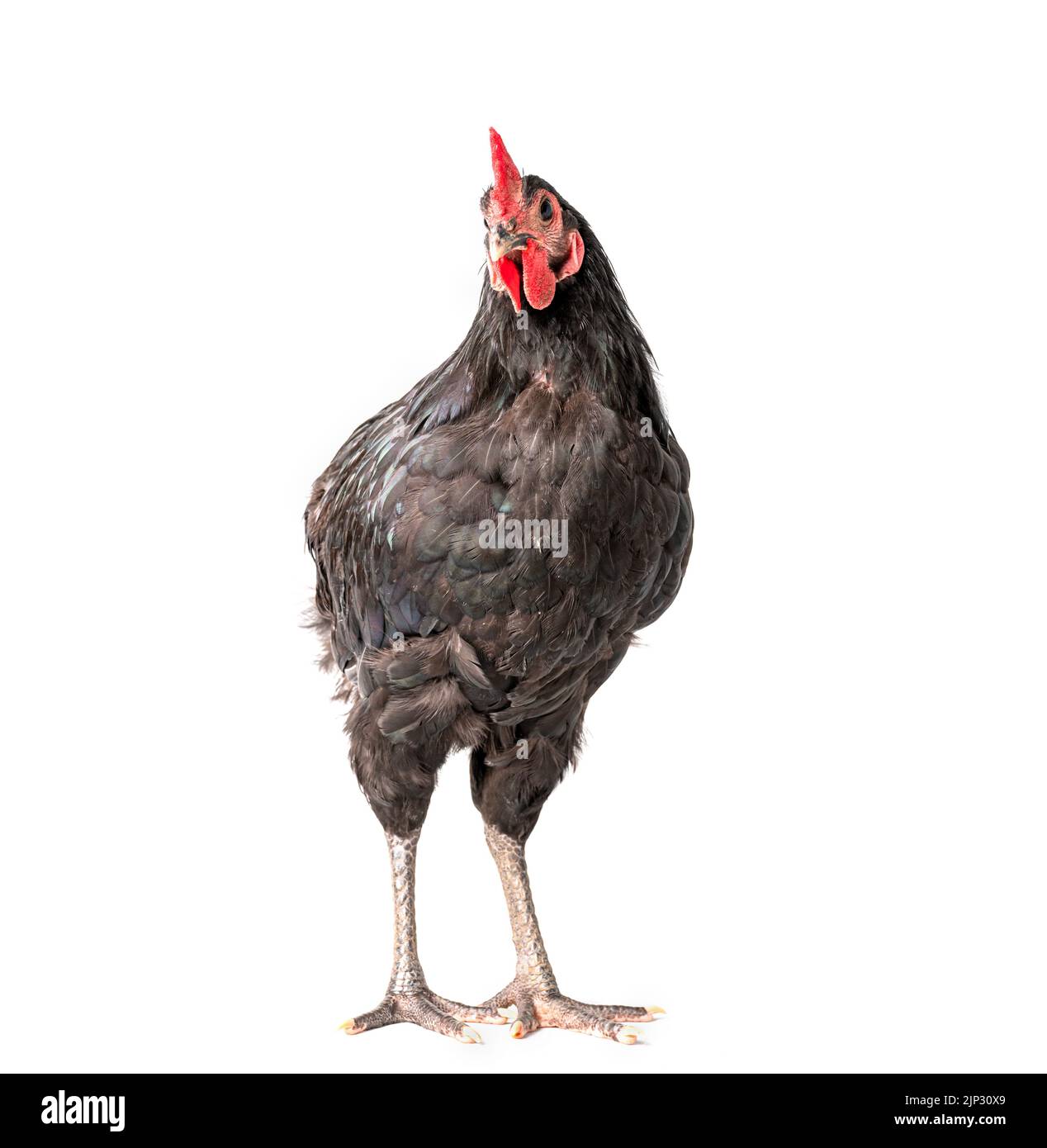 chicken have red comb. Black australorp rooster stand on isolated white ...