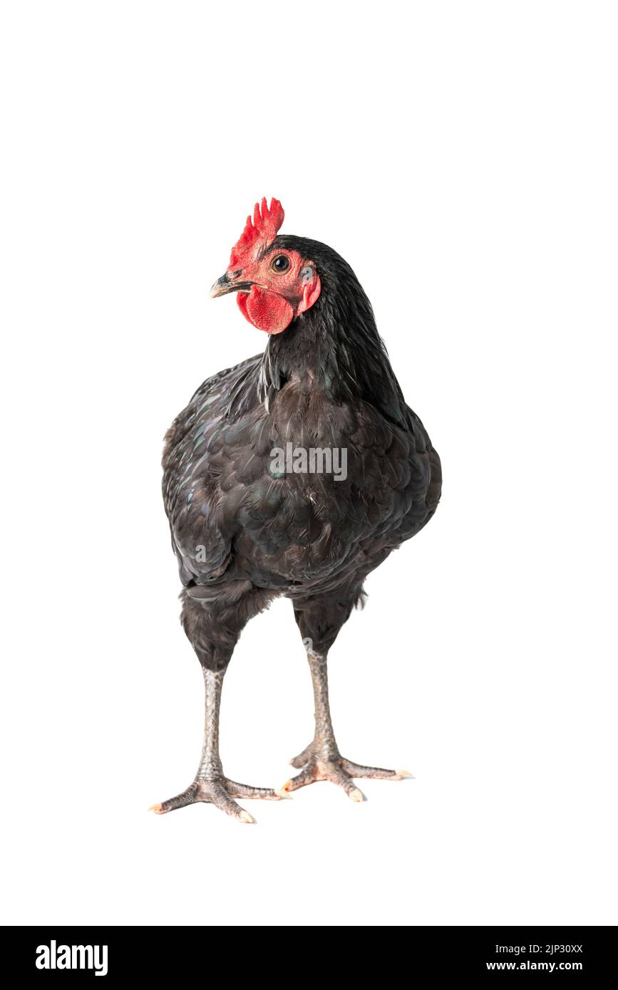 chicken have red comb. Black australorp rooster stand on isolated white ...