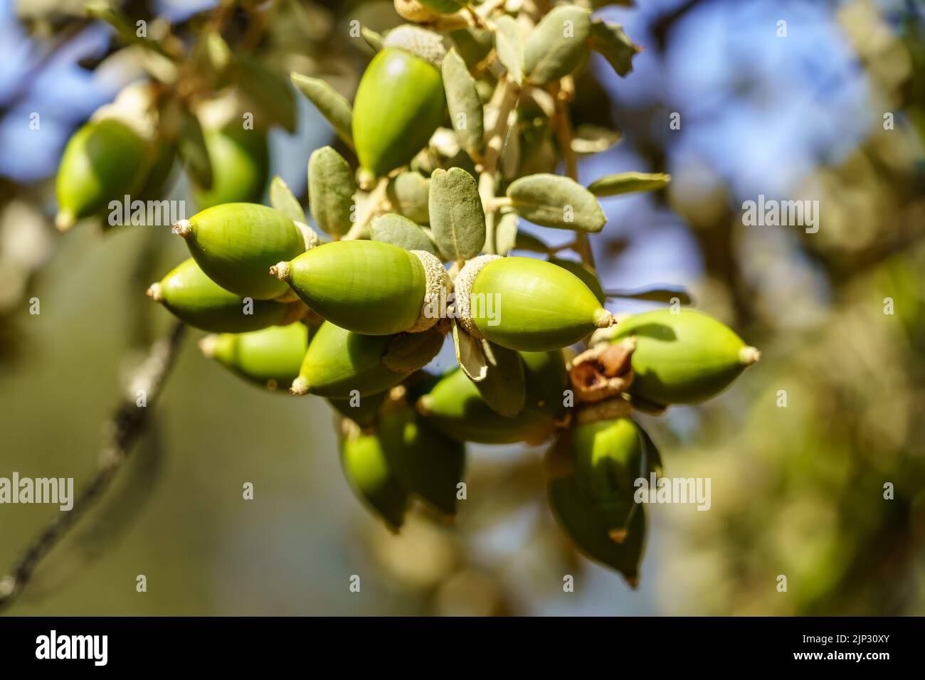 Oak tree acorns with leaves and branches on a green background and blur ...
