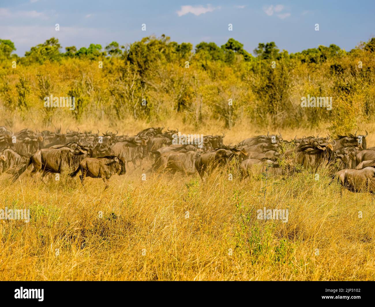 Wildebeest (gnu) on the Maasai Mara, Kenya, East Africa Stock Photo - Alamy