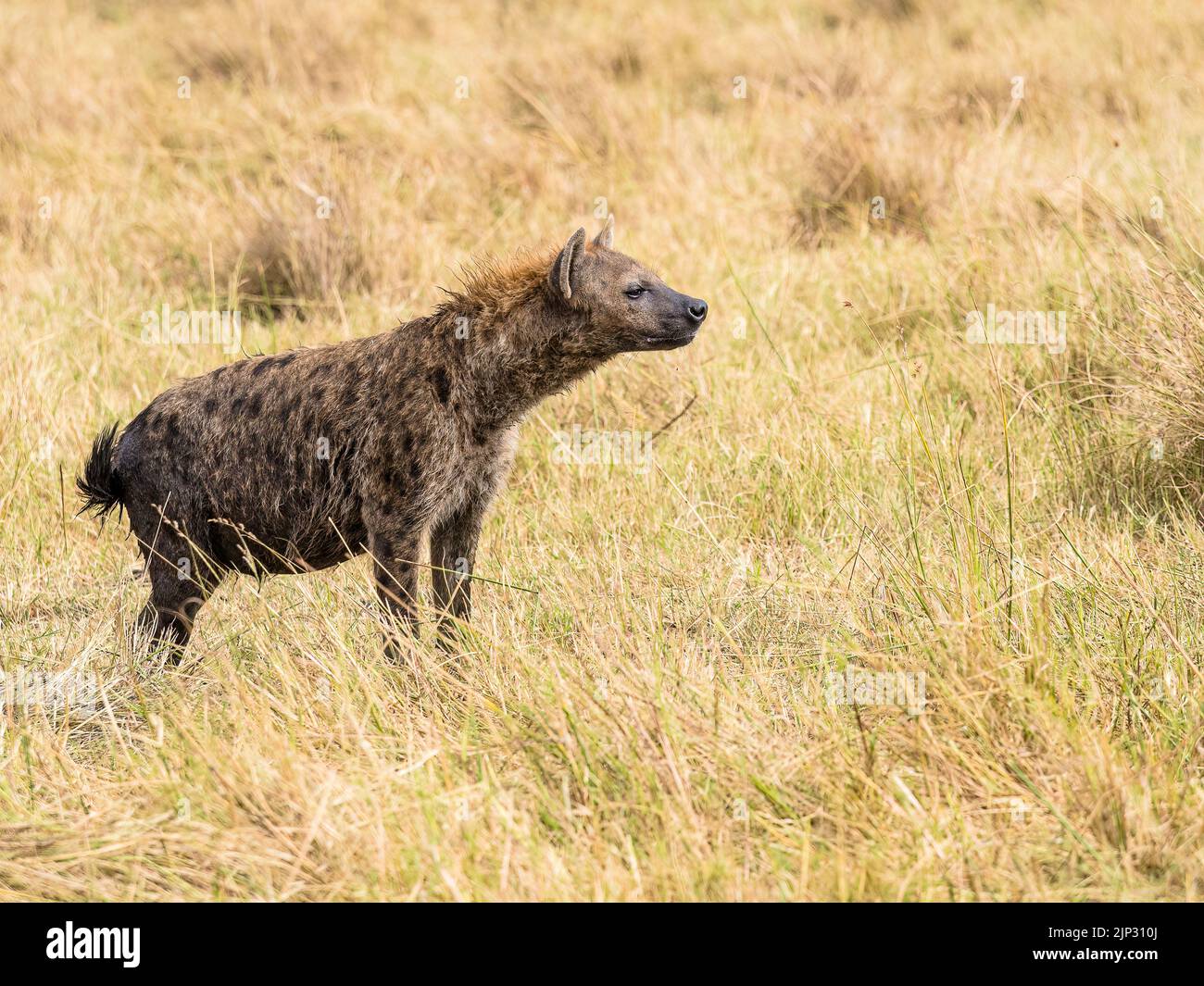 Spotted hyena on the plains of the Maasai Mara, Kenya, East Africa ...