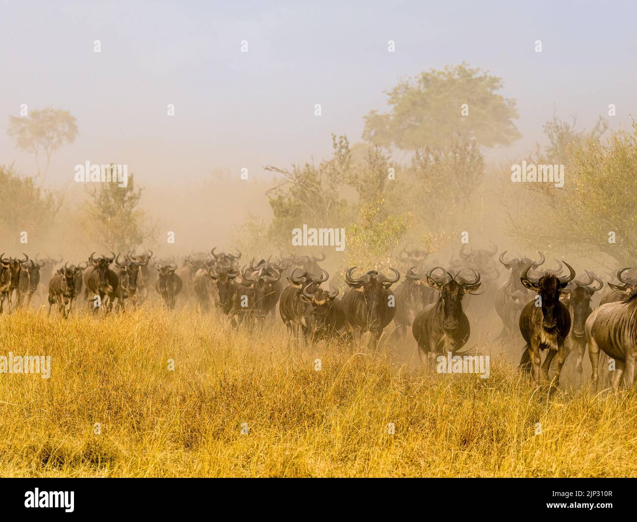 Wildebeest (gnu) on the Maasai Mara, Kenya, East Africa Stock Photo - Alamy