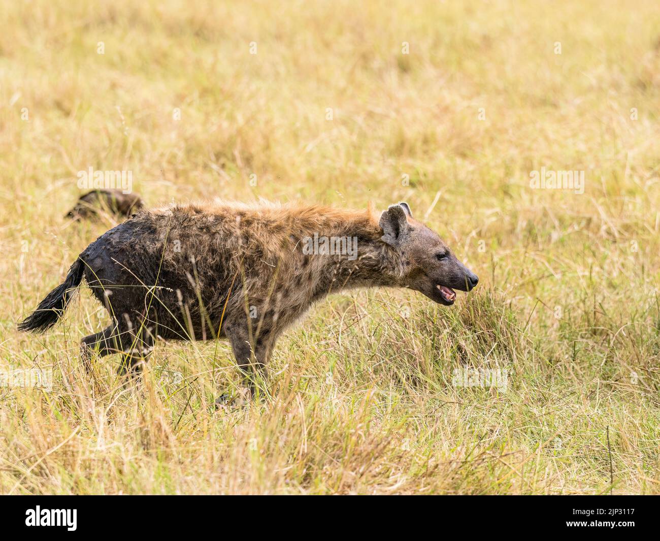 Spotted hyena on the plains of the Maasai Mara, Kenya, East Africa ...